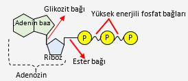 Canlılık ve Enerji, ATP'nin Yapısı Biyoloji Konu Anlatımı Ders Notları ...