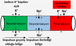 Sinir Sisteminin Yapı, Görev ve İşleyişi (Sinir Sistemi-1) Biyoloji ...
