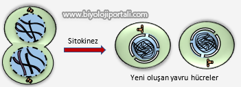 Mitotik Evre (Hücre Döngüsü-2) Biyoloji Konu Anlatımı Ders Notları ...