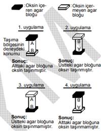 Bitkisel Hormonlar Biyoloji Konu Anlatımı Ders Notları | Biyoloji Portalı