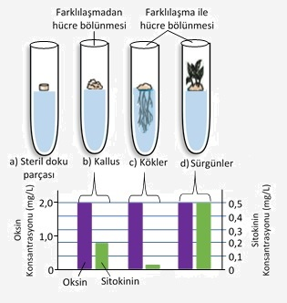 Bitkisel Hormonlar Biyoloji Konu Anlatımı Ders Notları | Biyoloji Portalı