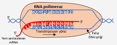 Genetik Şifre ve Protein Sentezi Biyoloji Konu Anlatımı Ders Notları ...