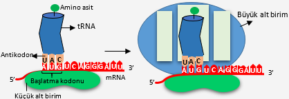 Genetik Şifre ve Protein Sentezi Biyoloji Konu Anlatımı Ders Notları ...