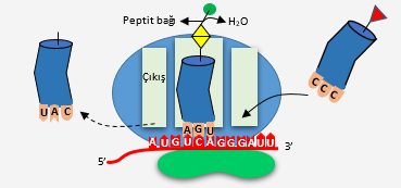 Genetik Şifre ve Protein Sentezi Biyoloji Konu Anlatımı Ders Notları ...