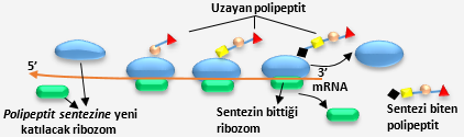 Genetik Şifre ve Protein Sentezi Biyoloji Konu Anlatımı Ders Notları ...