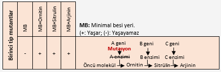 Genetik Şifre ve Protein Sentezi Biyoloji Konu Anlatımı Ders Notları ...