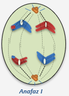 Mayoz Bölünme Biyoloji Konu Anlatımı Ders Notları | Biyoloji Portalı
